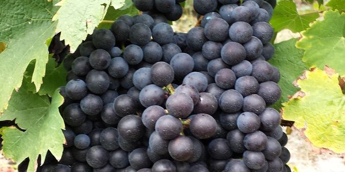 Bonarda - Piemonte Land of Wine