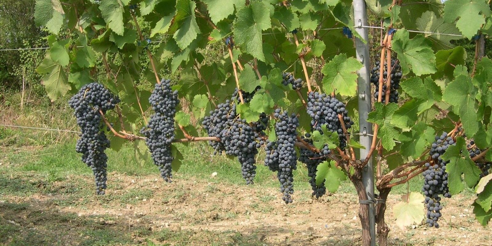 Croatina - Piemonte Land of Wine